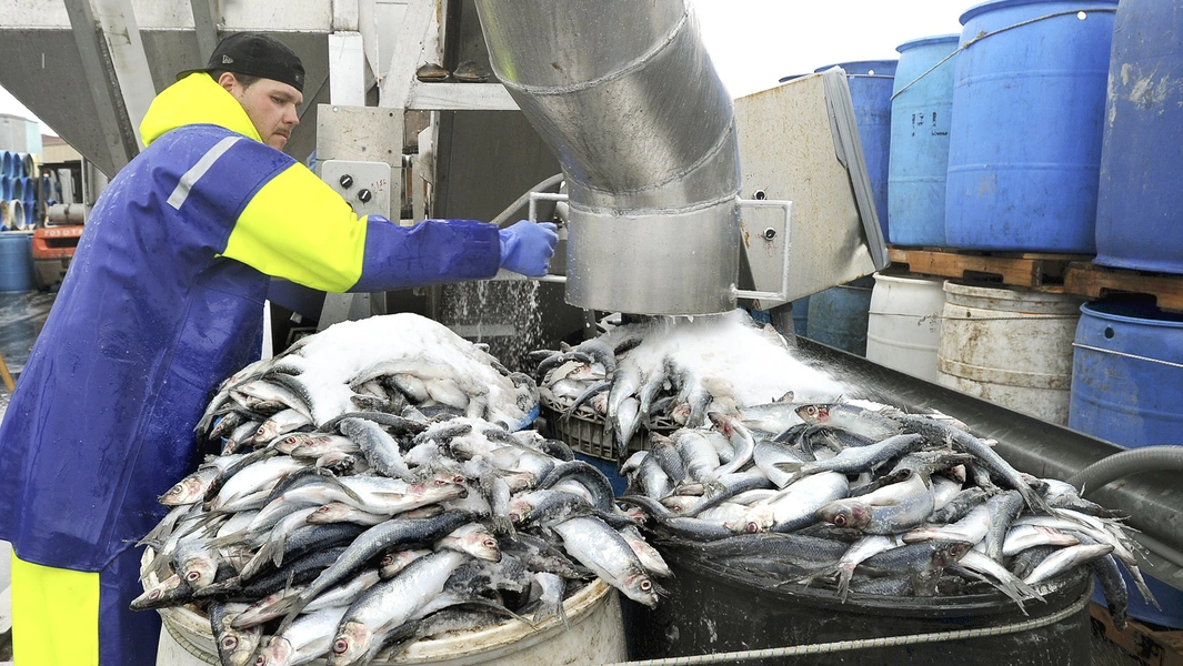 Surströmming secrets Swedes wish you knew