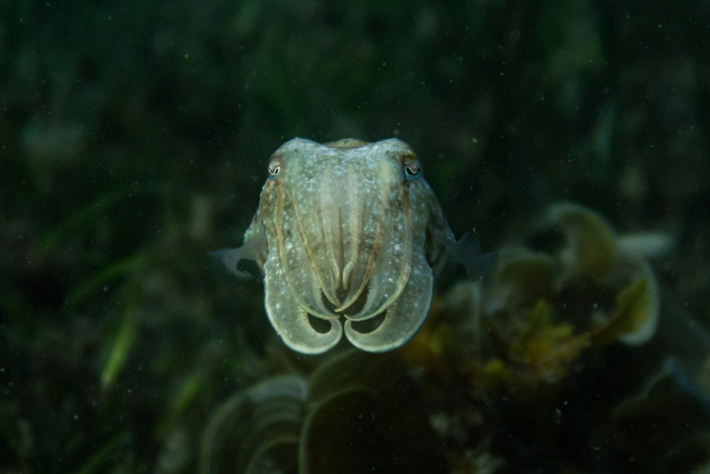 This creature has three hearts and blue blood, then changes shape ...