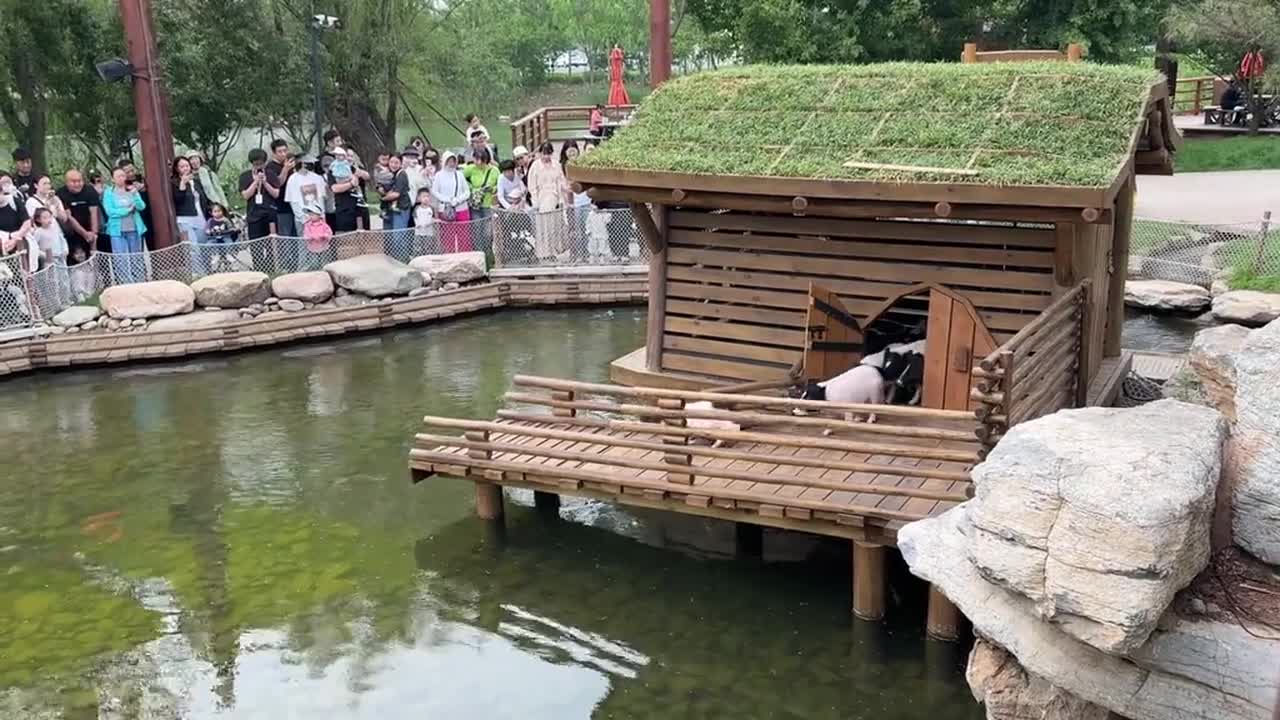 Pigs line up and jump into pond during amusing zoo performance in Hebei ...