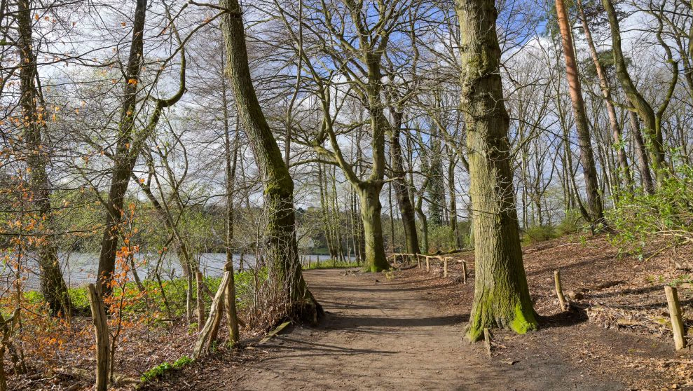 Rain sounds and nature walks linked to stress relief