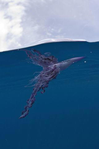 Venomous sea creatures that 'can still sting on land' are appearing on ...