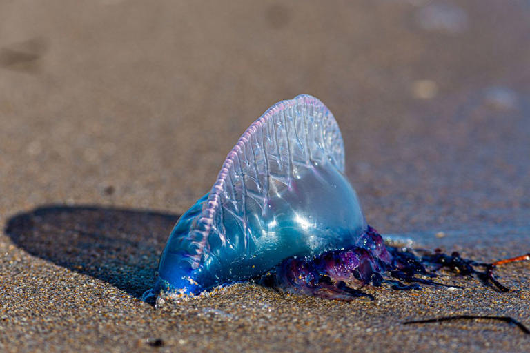 Venomous sea creatures that 'can still sting on land' are appearing on ...