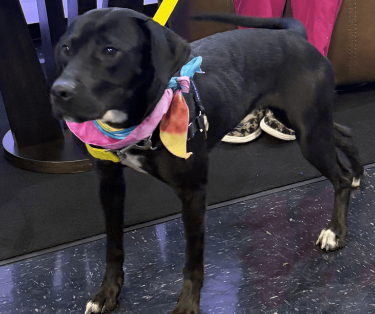 Pet of the week: Maggie
