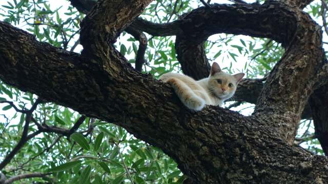 Woman climbs 50 feet into tree for cat before firefighters lower them ...