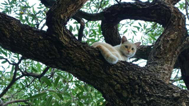 Woman climbs 50 feet into tree for cat before firefighters lower them ...