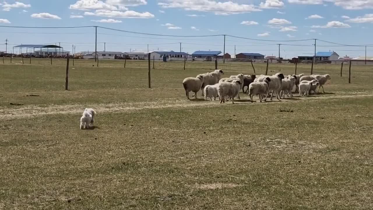 Small dog playfully herds sheep in rural-style scene in Beijing, China