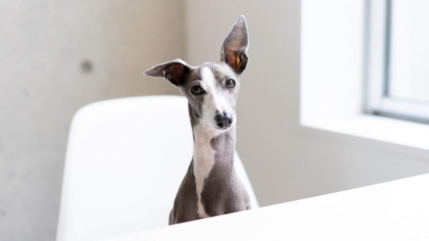 19 long-living dog breeds for families who want years of companionship