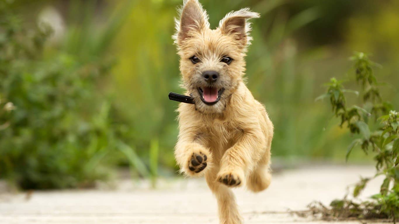 19 long-living dog breeds for families who want years of companionship