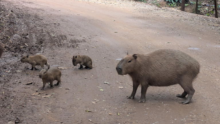 They’re giant. They’re cuddly-looking. I traveled to a city where they ...