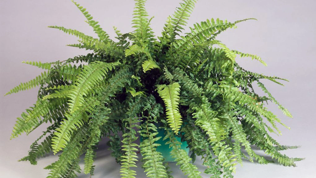 Boston fern care made simple for plant lovers