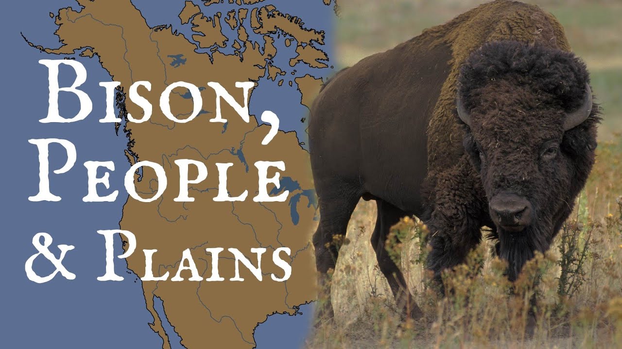 Bison, people, and plains