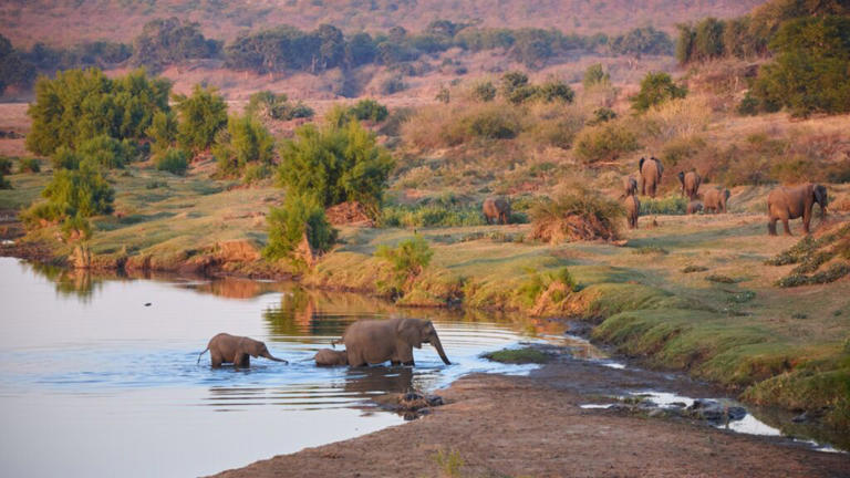 Retired couple’s bodies found in crocodile-infested waters covered in ...