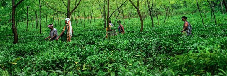 In Chhattisgarh’s rocky terrain, tea cultivation brews economic change
