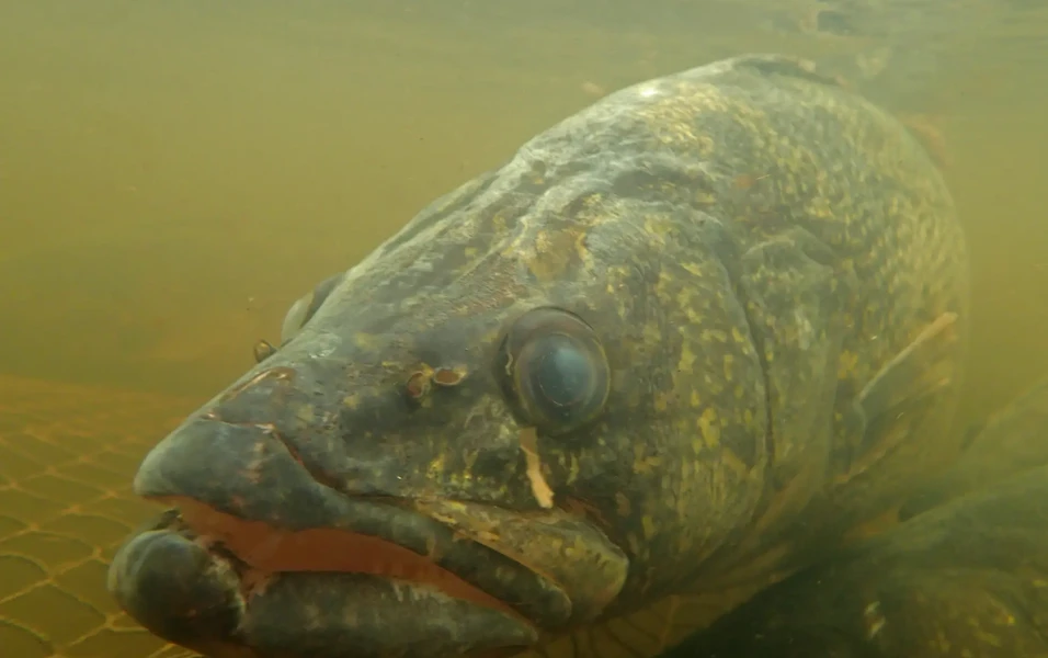 Minnesota study probes why southern walleye strain thrives