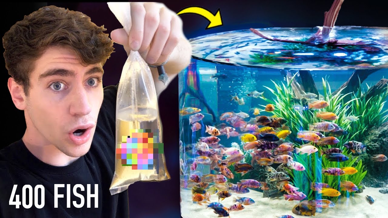 Stunning African cichlid fish! Crazy schooling behavior!