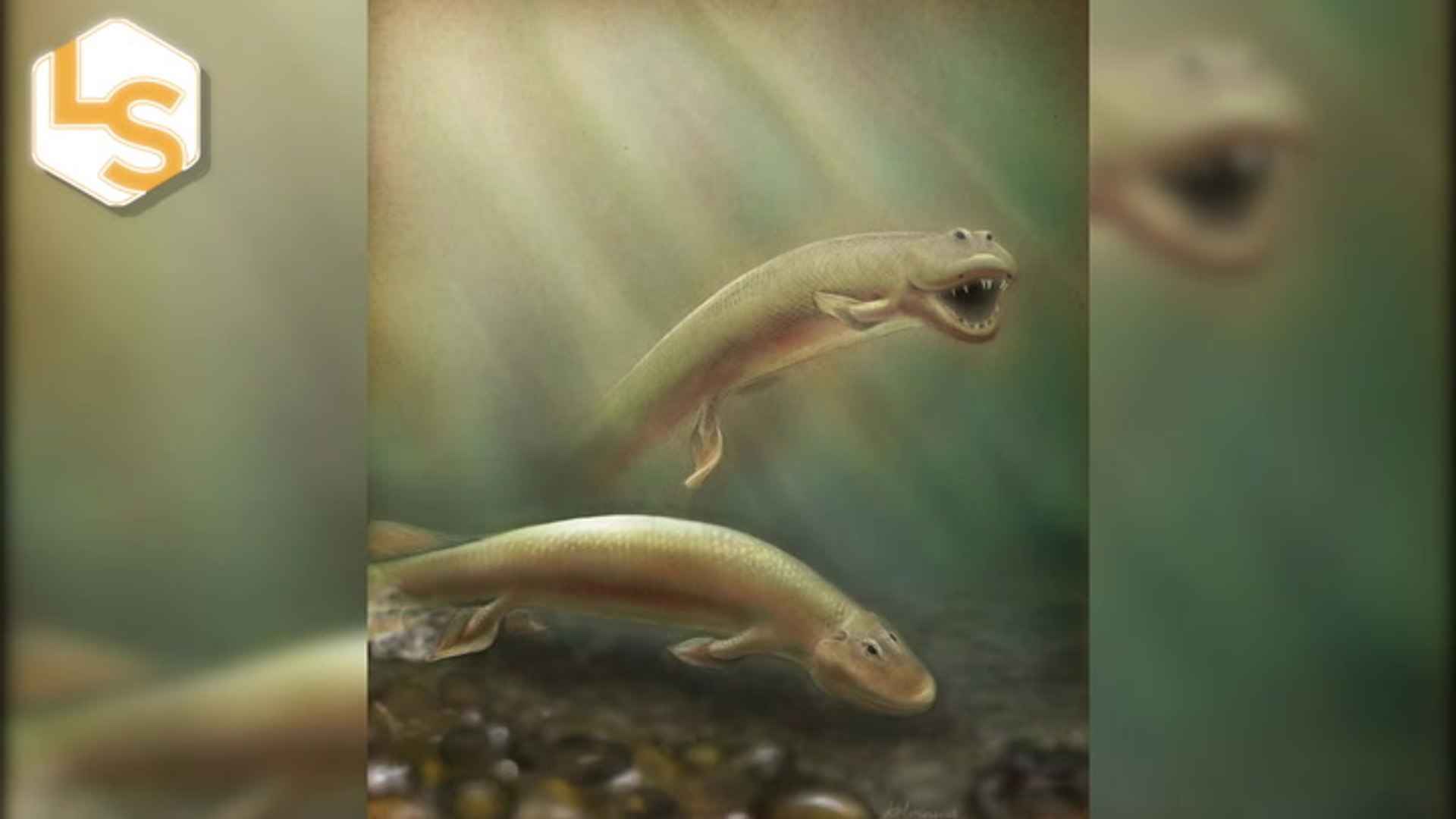 The 375-million-year-old fossil that bridged water and land
