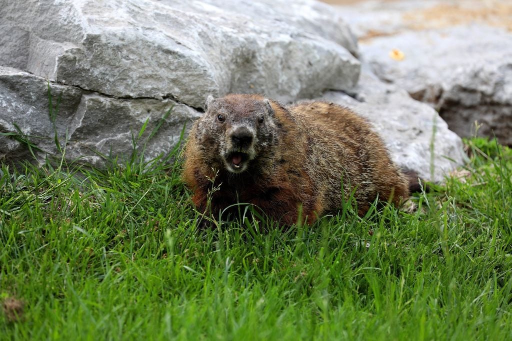 How to deter groundhogs (and keep them out of your garden)