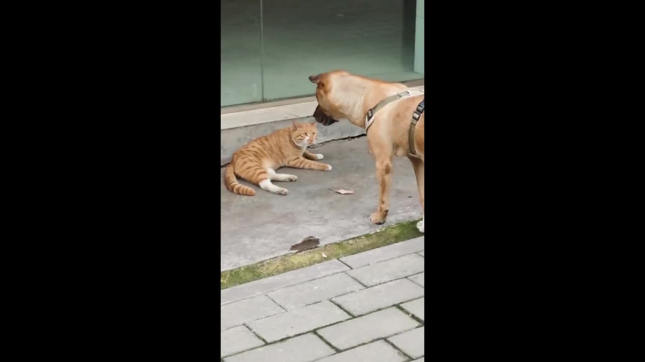 Cat playfully taps dog after friendly nose-to-nose encounter in Sichuan ...