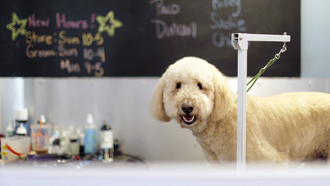 NYC engineer’s luxury dog-walking side hustle earns $6,000 monthly