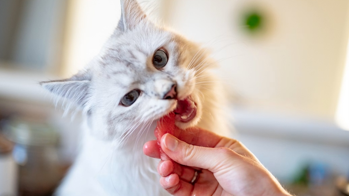 The real reason your cat is uncontrollably knocking things over