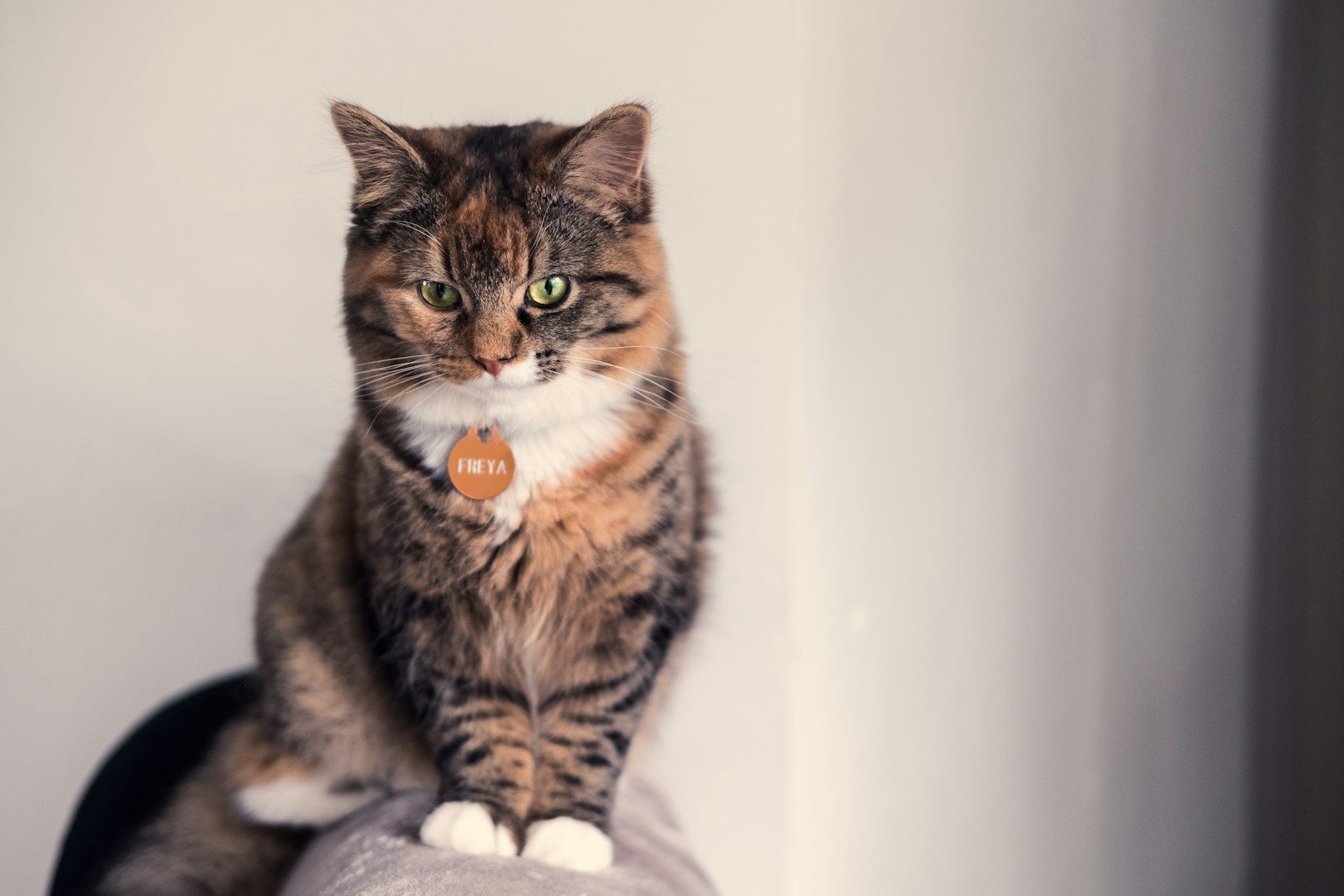 How your silent cat secretly protects your home daily