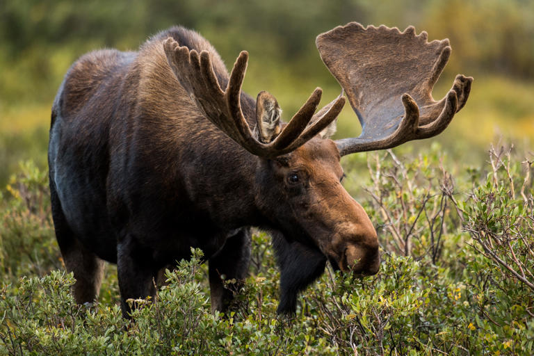 Moose encounters: Tips for staying safe on Utah trails