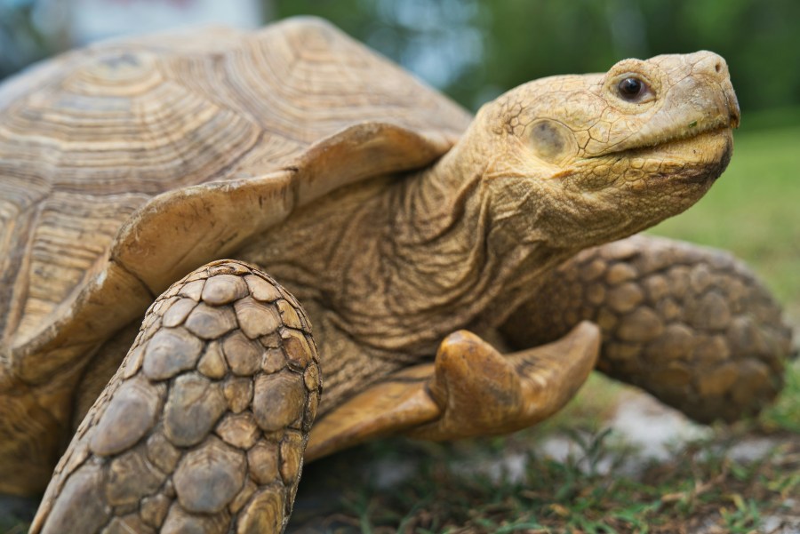 Liam the tortoise found nearly 2 miles from Basehor home 9 days later