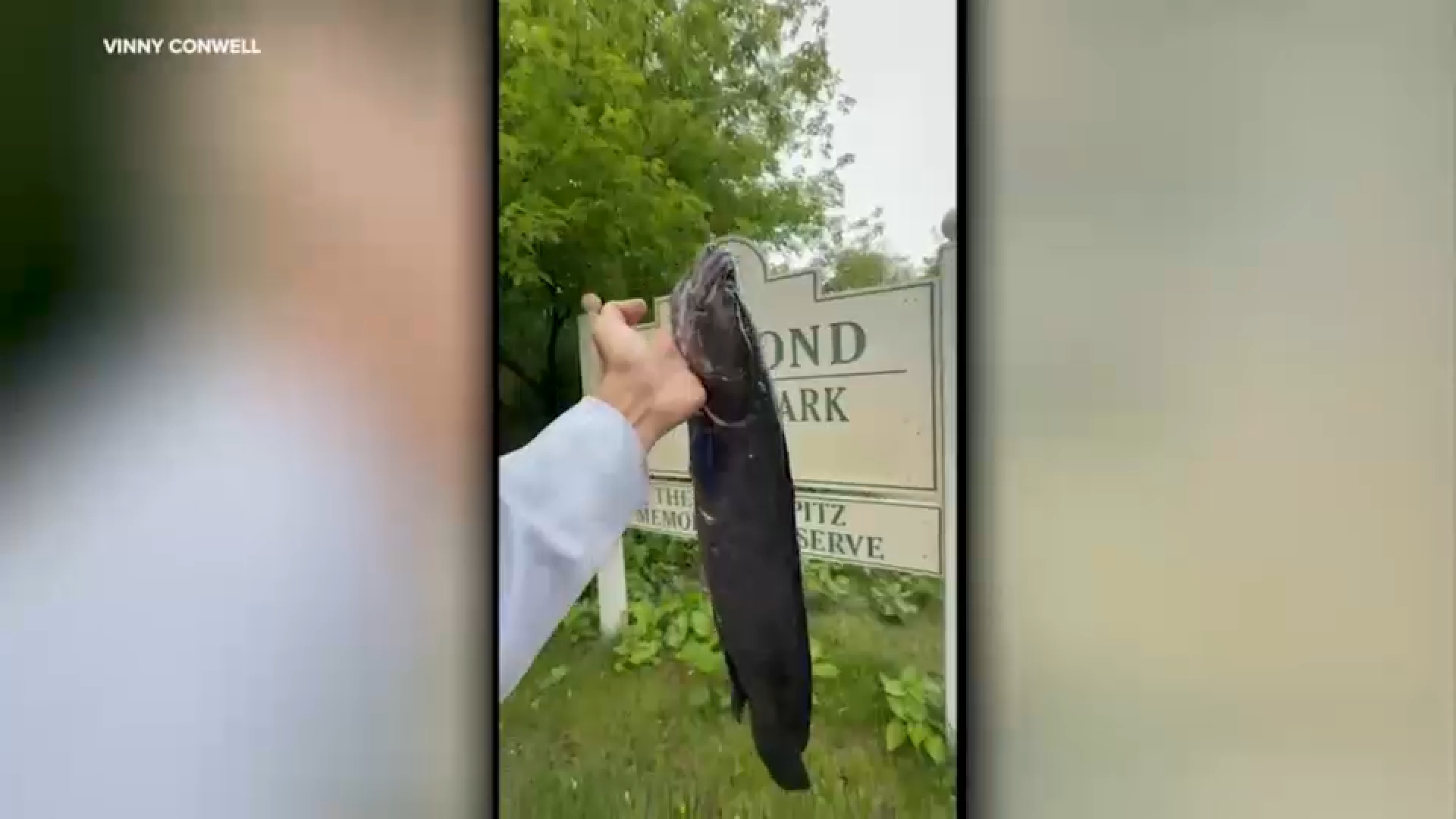 State officials race to contain threat of invasive northern snakeheads ...