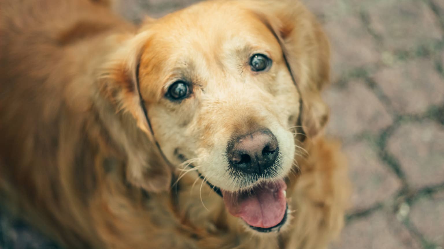 Golden retriever forms heartwarming friendship with horse and donkey ...