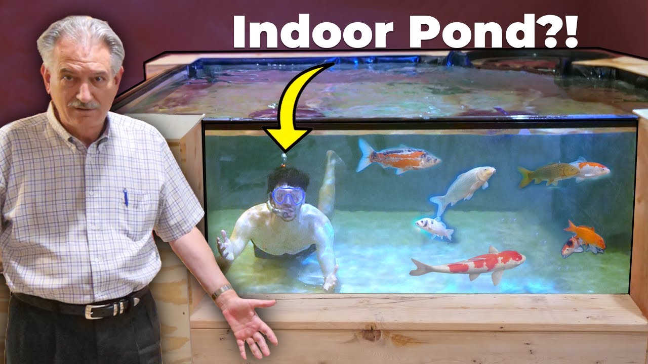 George's crazy indoor koi pond!