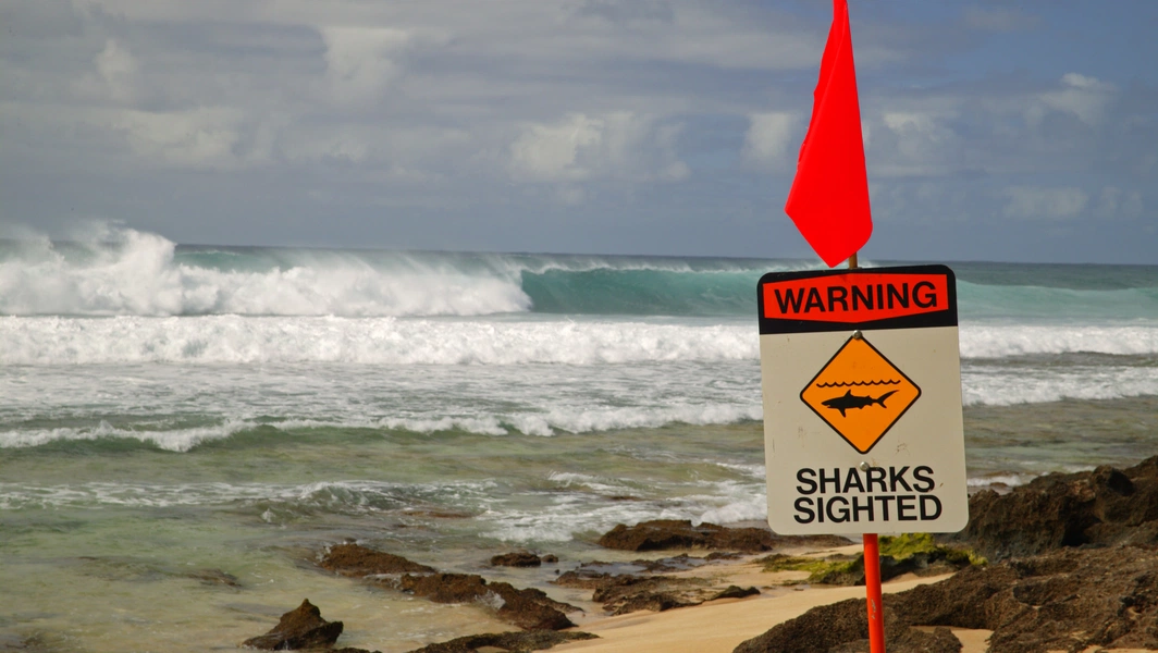 Maui kayakers fight off tiger shark in rare Olowalu attack