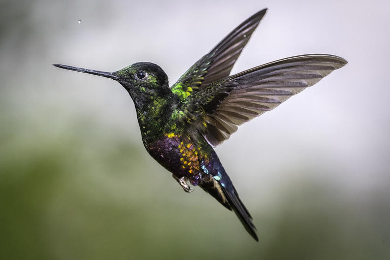 8 of the best places in the world for bird-watching
