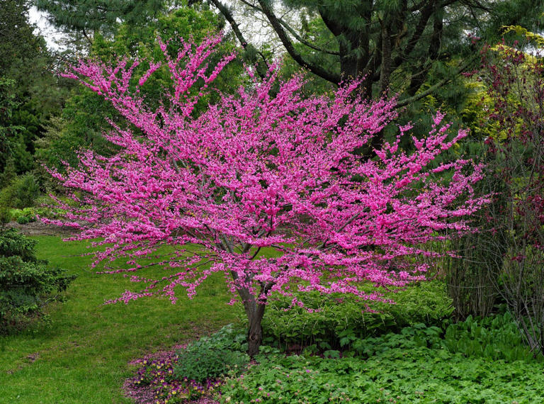 These pink-blooming trees are the ultimate yard upgrade