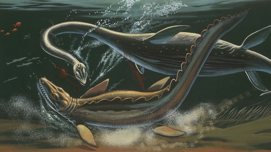 Kansas boy unearths 80-million-year-old marine reptile fossil
