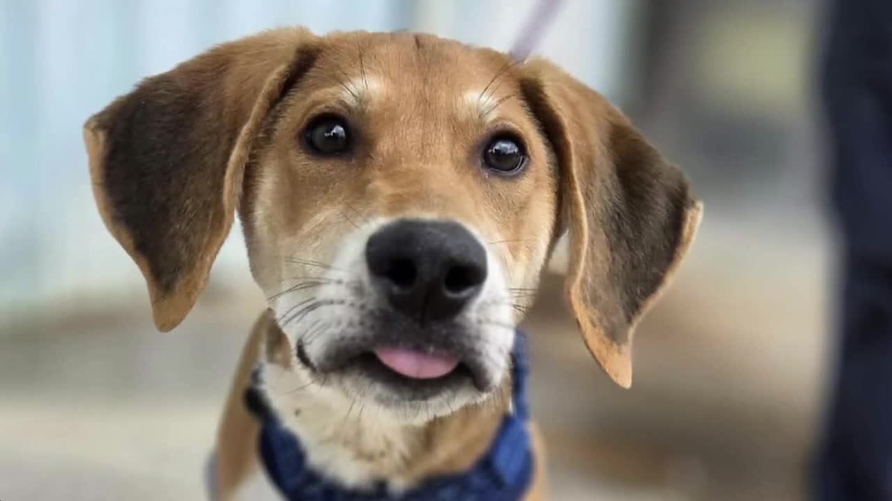 Pet of the week: Meet Archie!