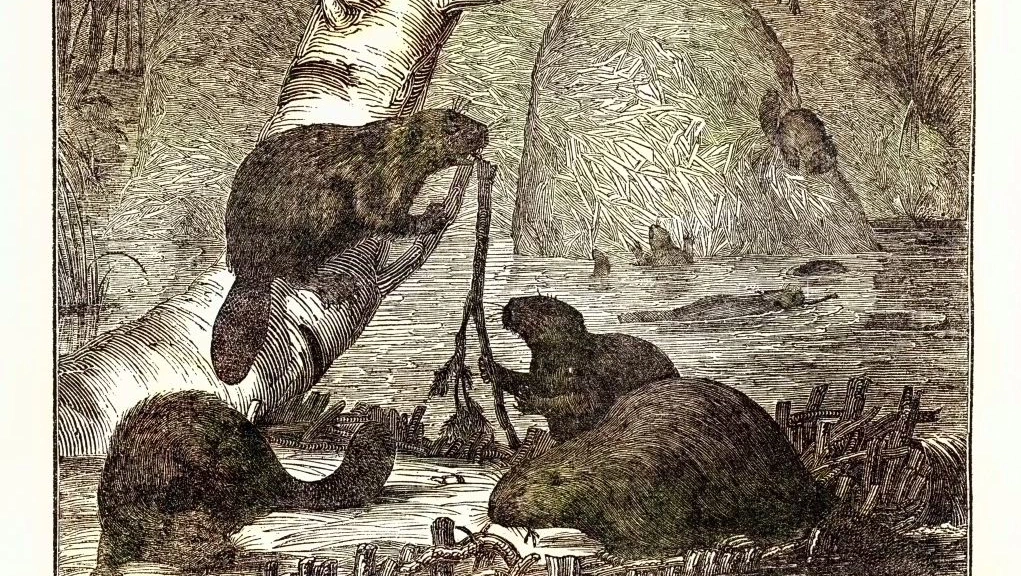 Beavers are quietly saving our planet