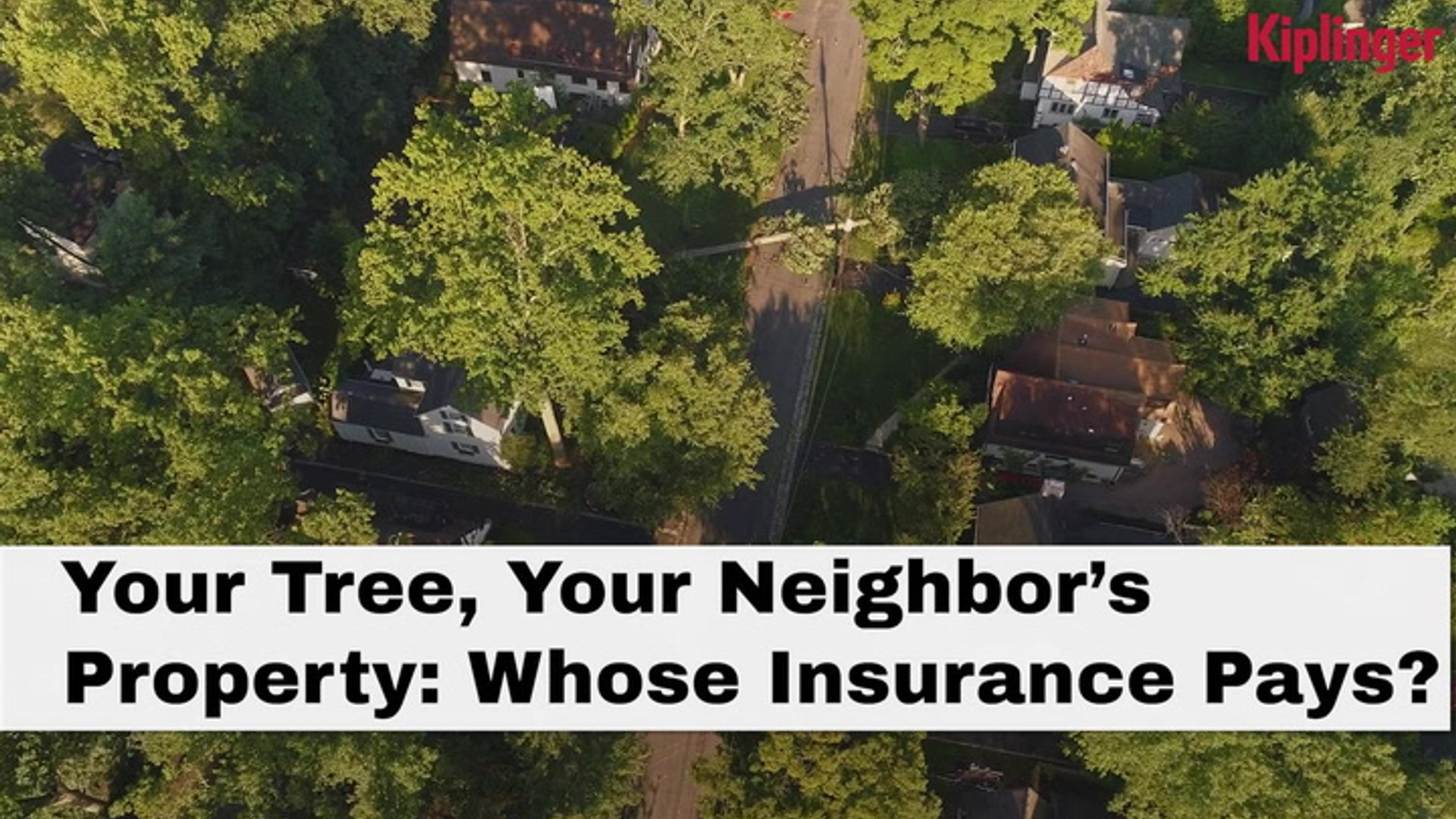 Who Is Responsible? When Your Trees Falls Into Your Neighbor's Boundaries