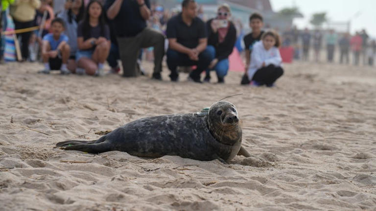 Mystic Aquarium releases rehabilitated seal in Westerly