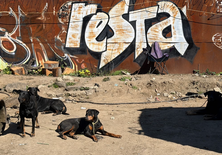 Los Angeles dog outbreak reveals how a preventable bacterial disease ...