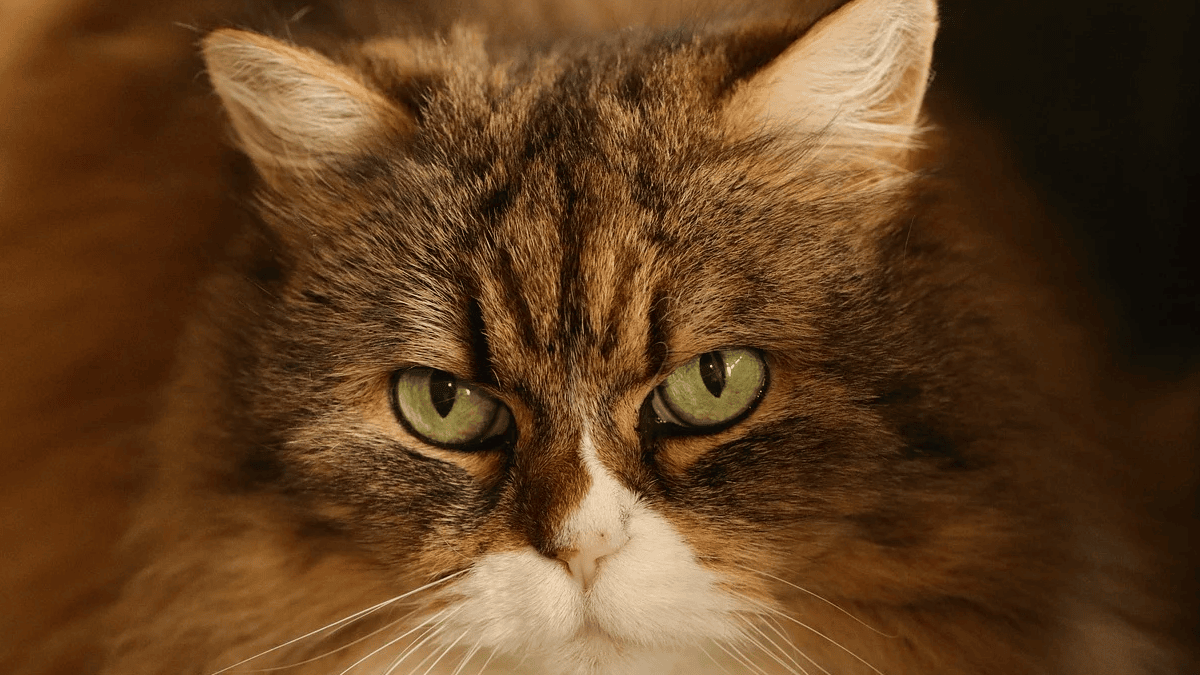 Veterinarians reveal how a cat behaves before dying