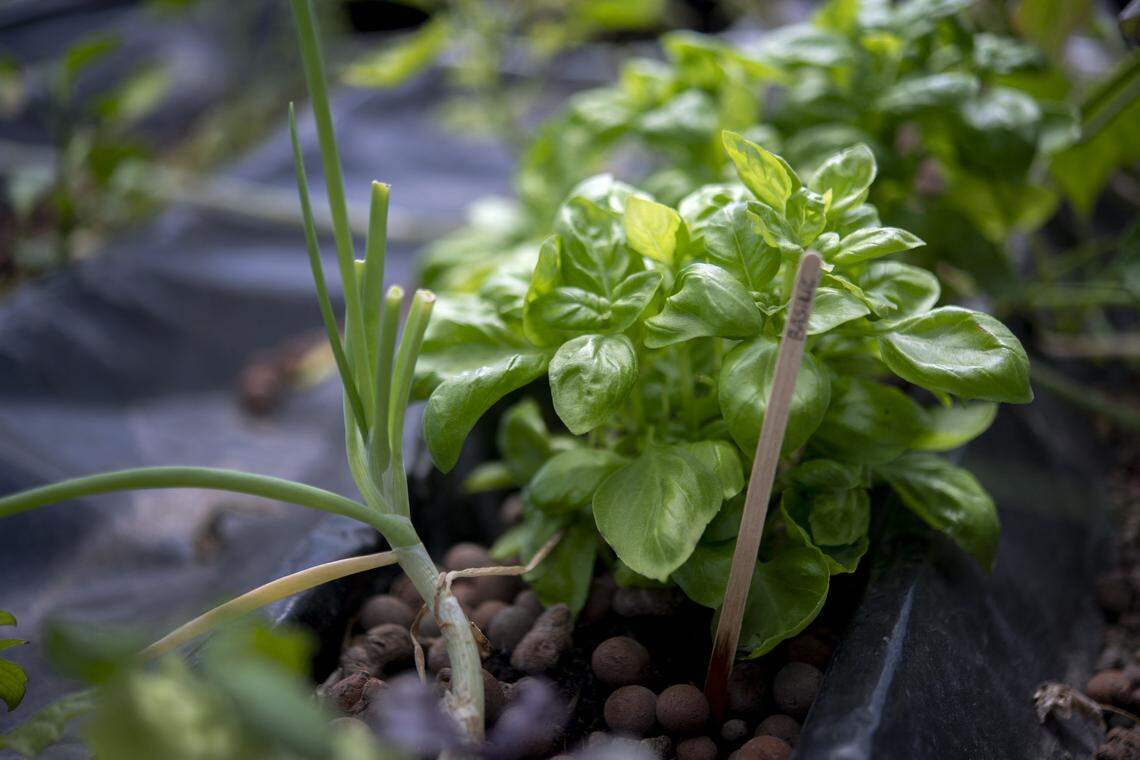 Why growing herbs on your windowsill beats store-bought herbs every time