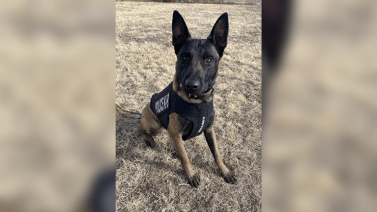 CSPD: Suspect surrendered to avoid K9 bite