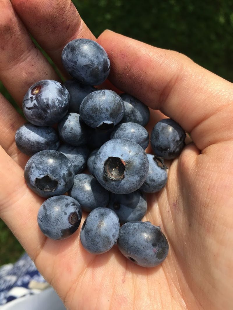 The West Virginia u-pick farm where you can get fresh blueberries for ...