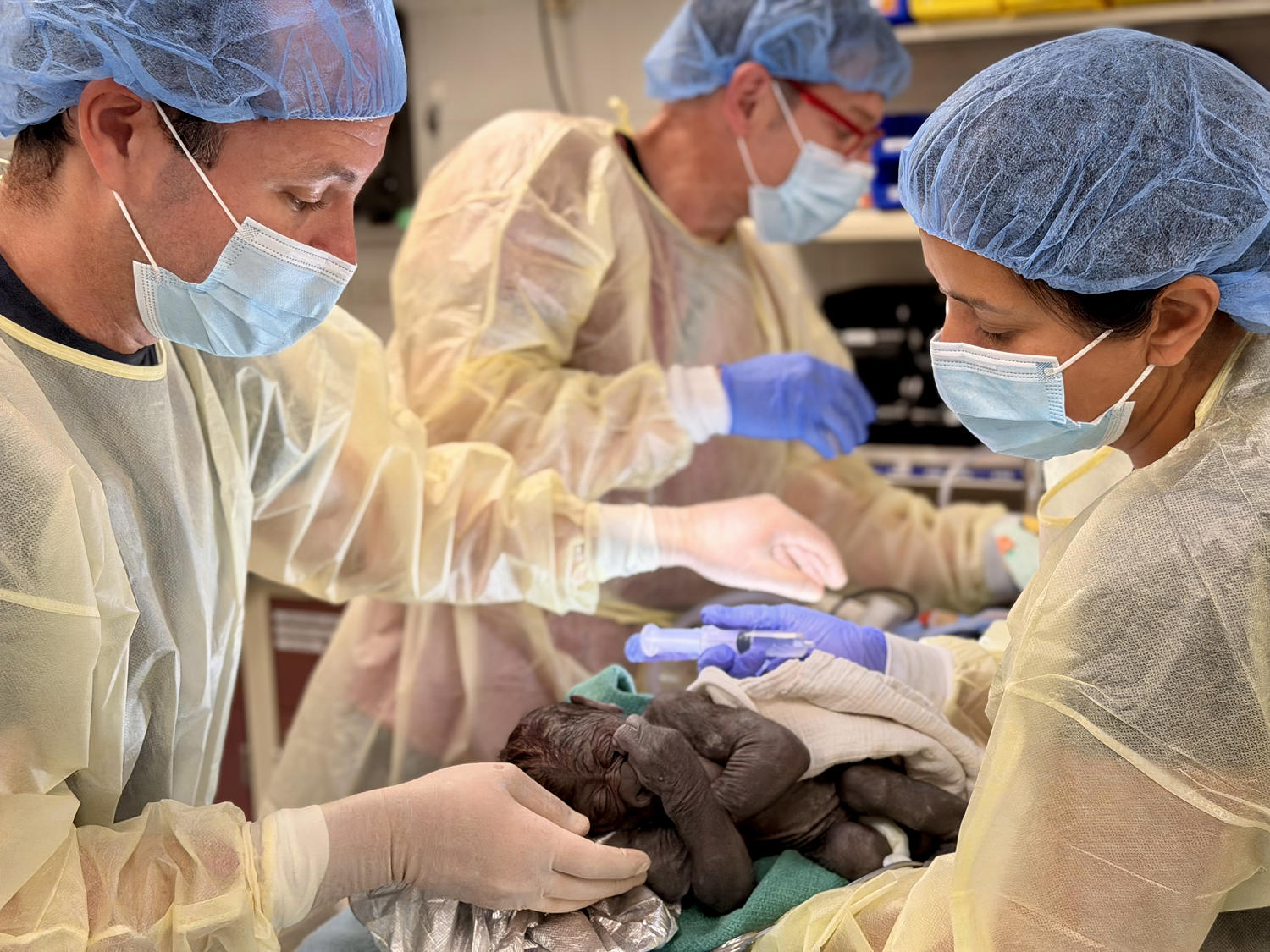 Baby gorilla delivered via rare C-section at Washington State zoo