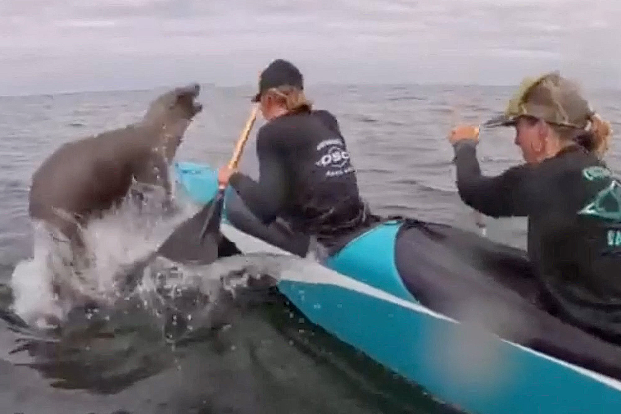 Sea lion makes splash at Monterey Bay race as it joins canoe crew