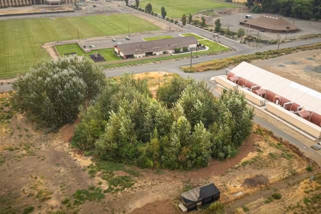 Backyard pocket forests can pack 350 trees into 6 parking spaces — and ...