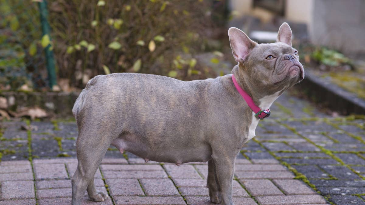 Pregnant Frenchies enjoy a peaceful sunset 'maternity leave'