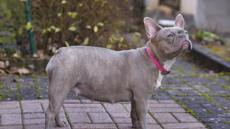Pregnant Frenchies enjoy a peaceful sunset 'maternity leave'