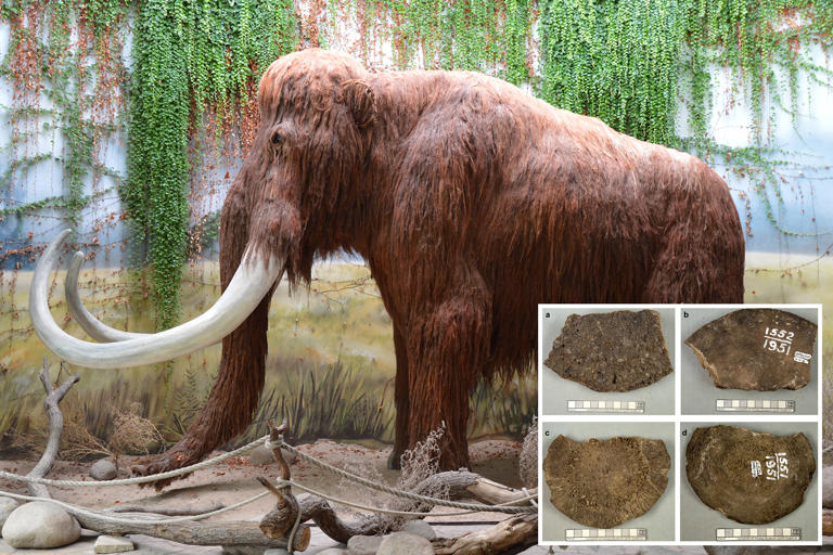 Scientists hung onto woolly mammoth fossils for 70 years — then ...