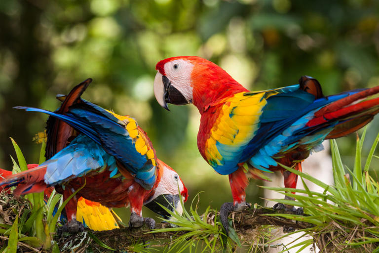 8 of the best places in the world for bird-watching